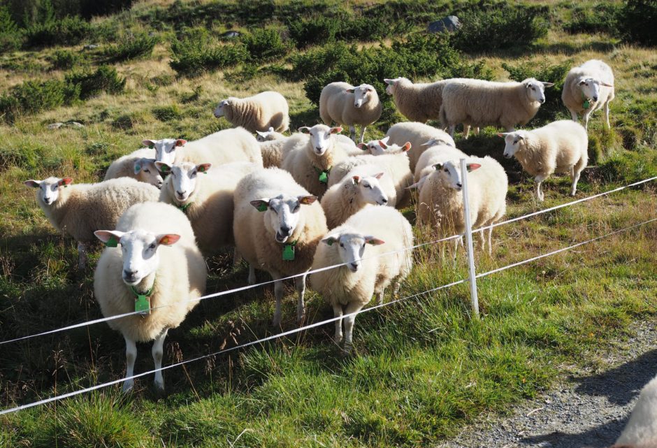 A Norwegian Seter {Mountain Farm Life} - North Wild Kitchen