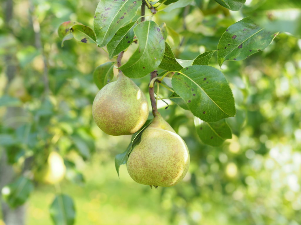 Rustic Pear Tart with Blue Cheese, Honey & Walnuts (Pæreterte) - North ...