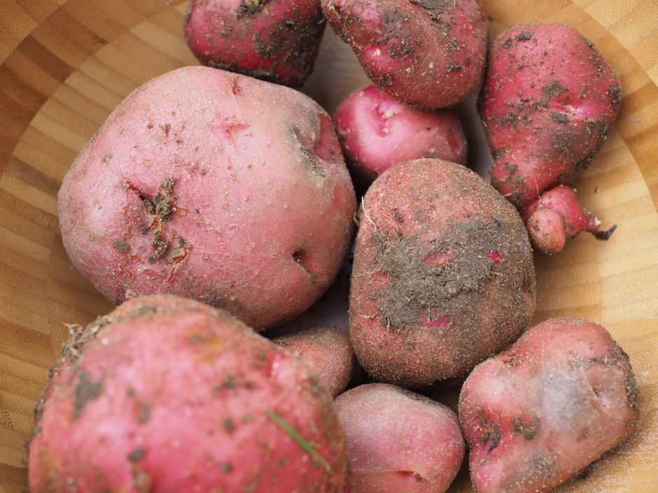 Potato Dumplings with Spring Vegetables (Raspeballer) - North Wild Kitchen