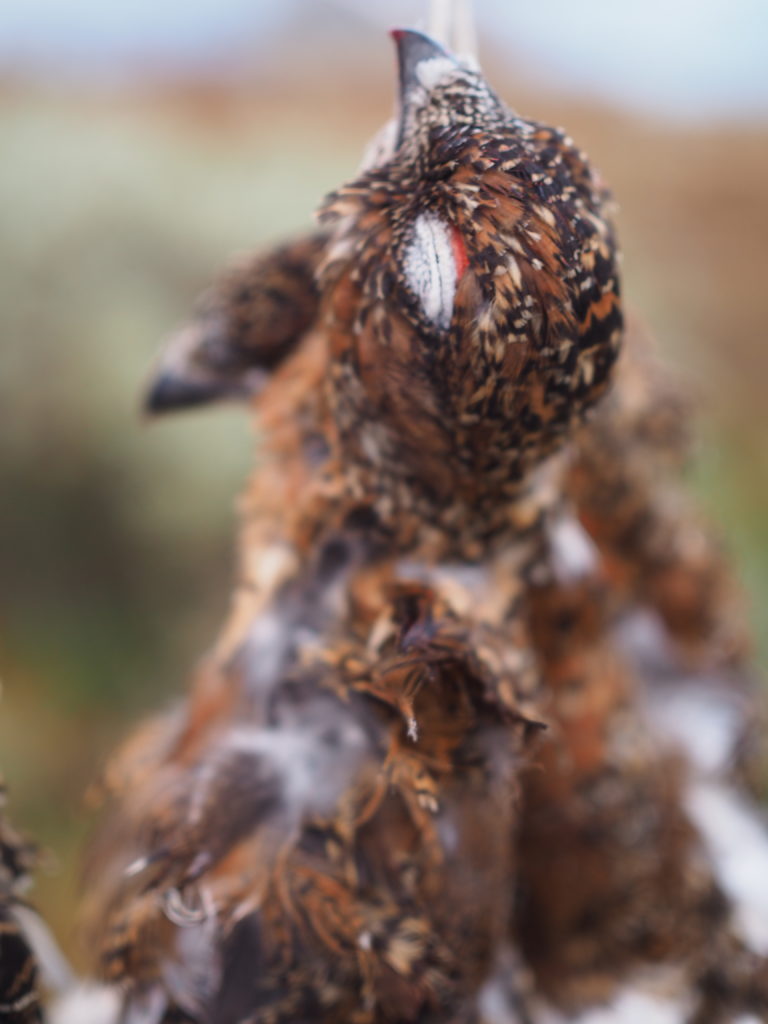 The Grouse Hunt {Rypejakt} + Seared Grouse Breasts with a Creamy Sauce ...