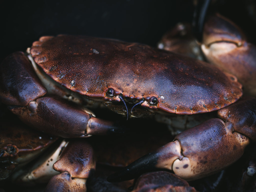 The Island of Ona & Crab Fishing - North Wild Kitchen