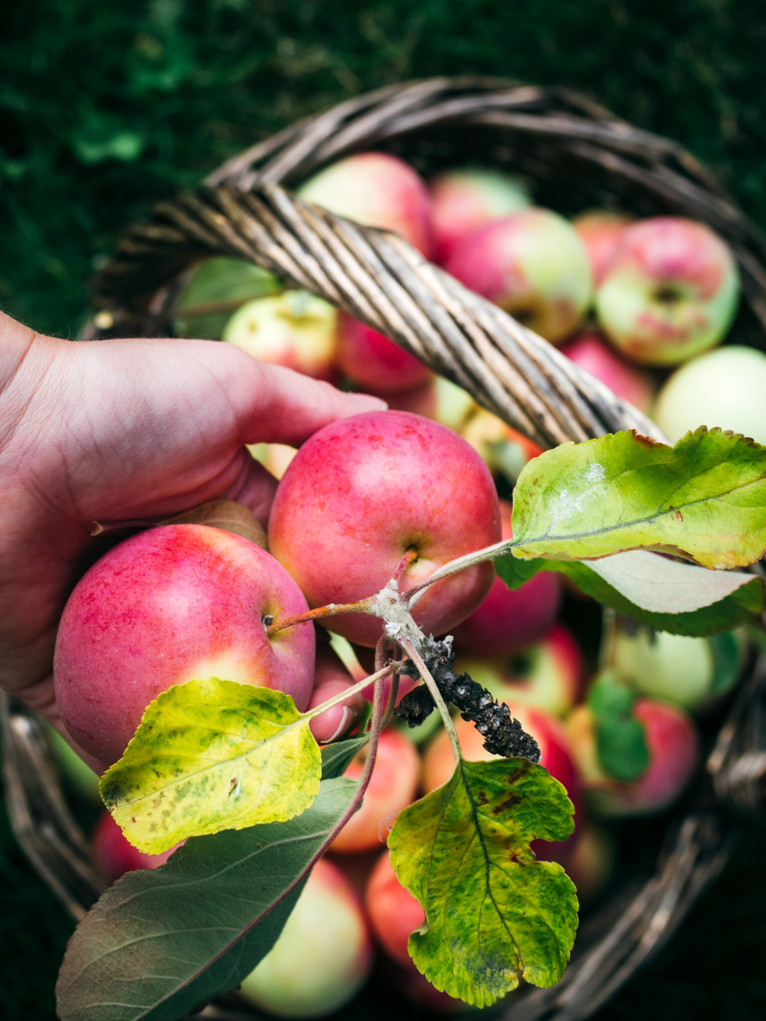 Custard Apple Cake (Stjørdalsblink) - North Wild Kitchen