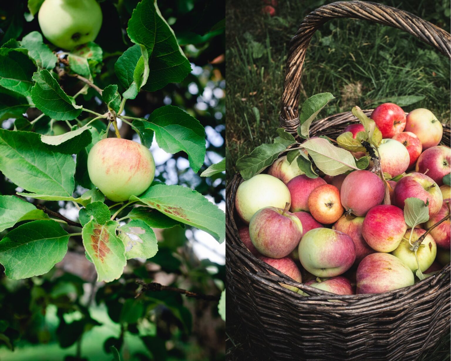 Norwegian Roasted Pork Belly (Ribbe) - North Wild Kitchen